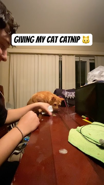 Giving My Cat Catnip 🐱 - YouTube