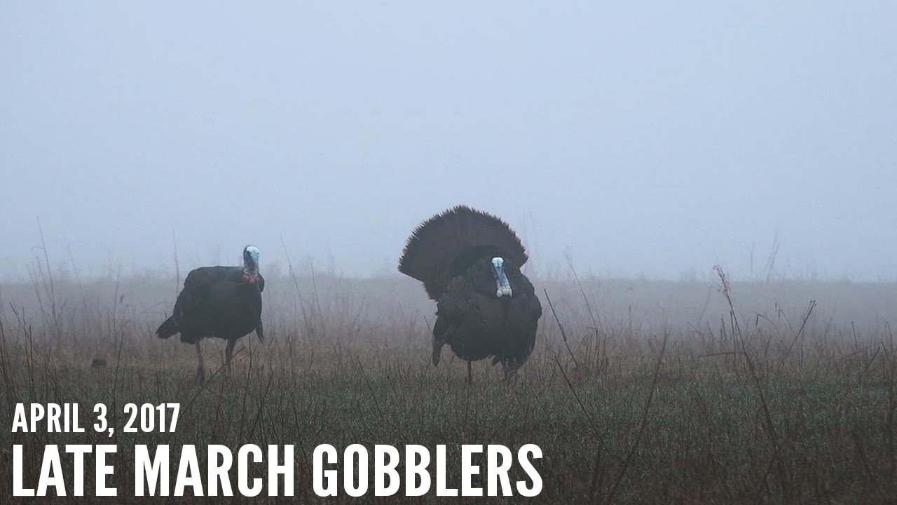 Late March Gobblers - Hunting Early Season Turkeys | Spring Thunder ...