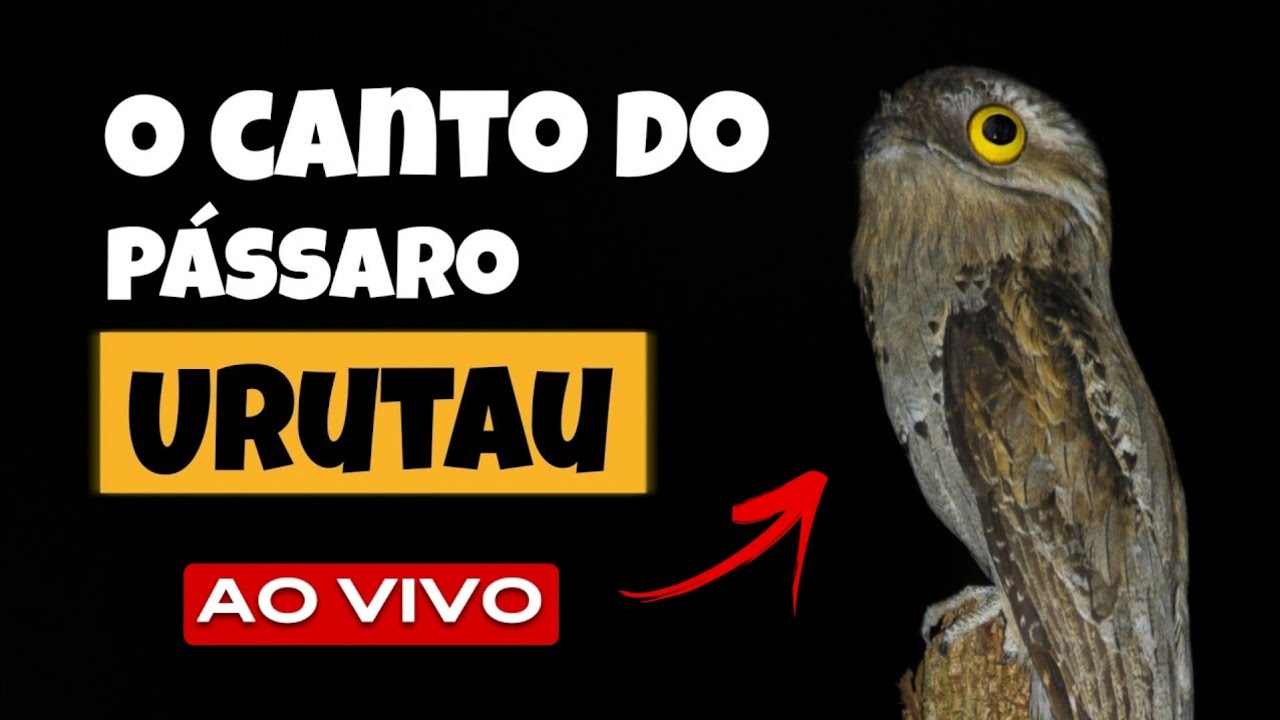 O canto do URUTAU (Nyctibius griseus)| AO VIVO. - YouTube