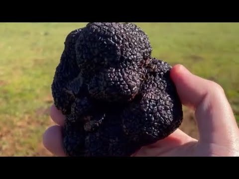 We find a HUGE truffle worth nearly $1000 at Yarra Valley Truffles! 🤯