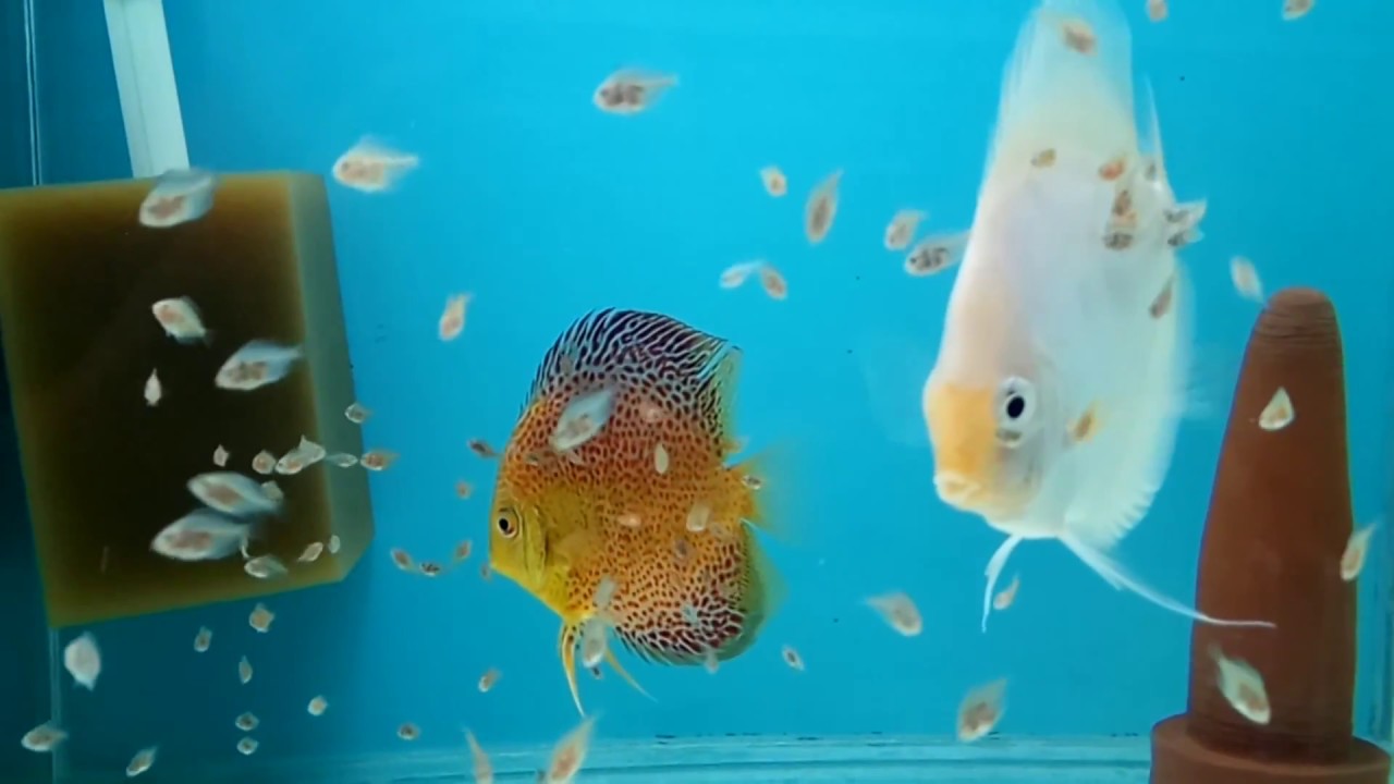 Red Spotted Sneke Skin & White Ghost Discus. - YouTube