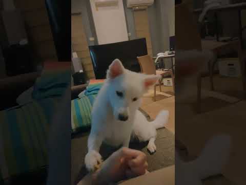 Japanese Spitz mix Aspin - YouTube