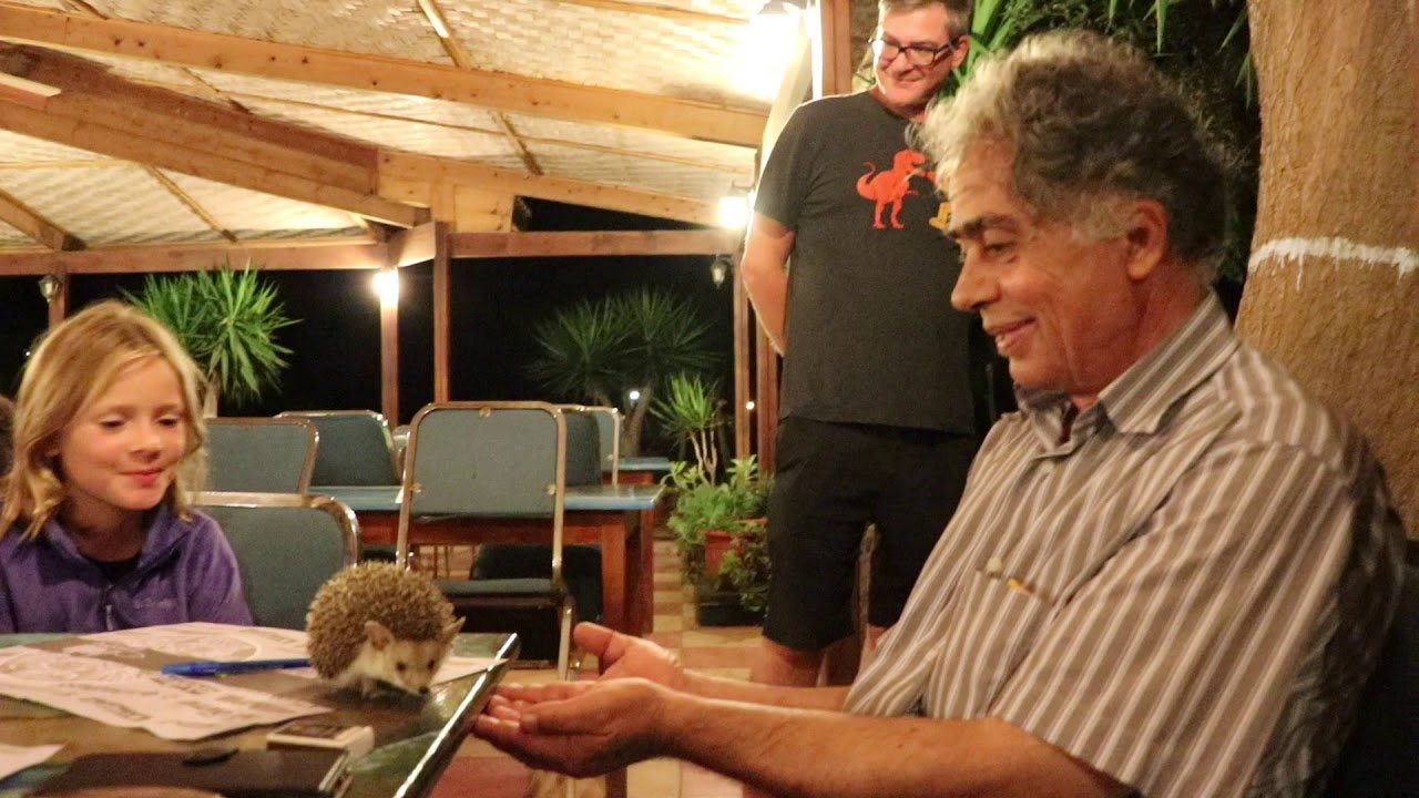 Cyprus: Where Hedgehogs Join You For Dinner - YouTube