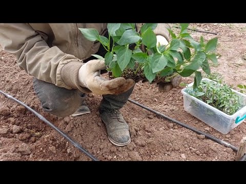 PÜF noktasız biber ekimi..