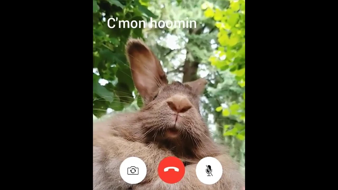 Cute Animals 2020 - YouTube