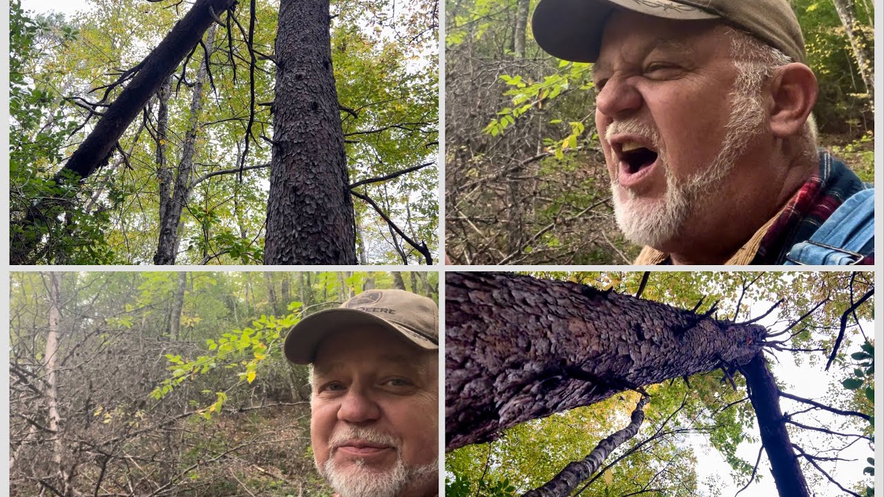 Dangerous and Deadly Tree Removal - YouTube