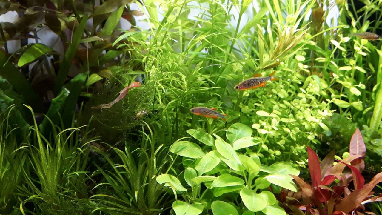 Aquascaping Shrimp Microrasbora Galaxy Otocinclus Nano Aquarium Aquatic ...