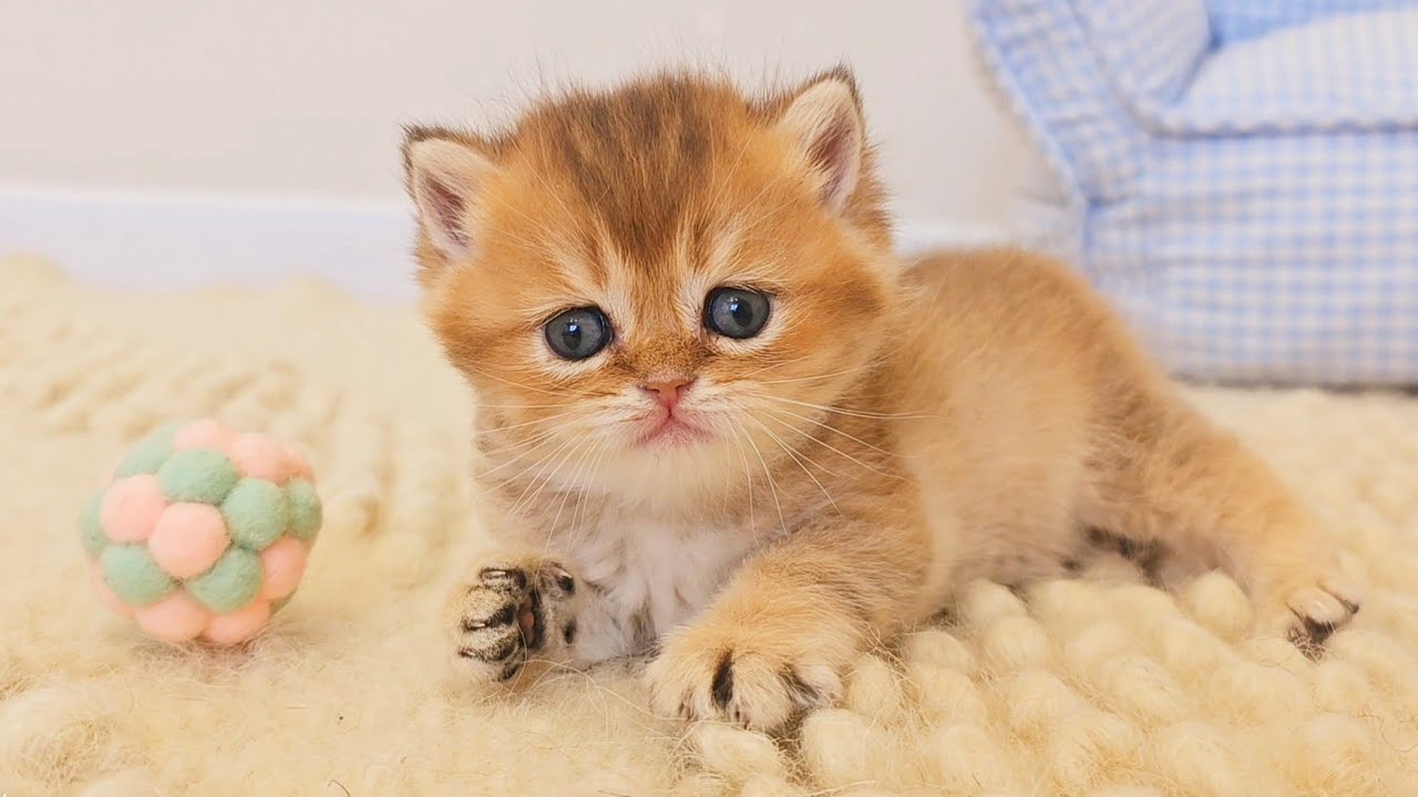 Once upon a time there was one cutest kitten named Biscuit... 💕 - YouTube