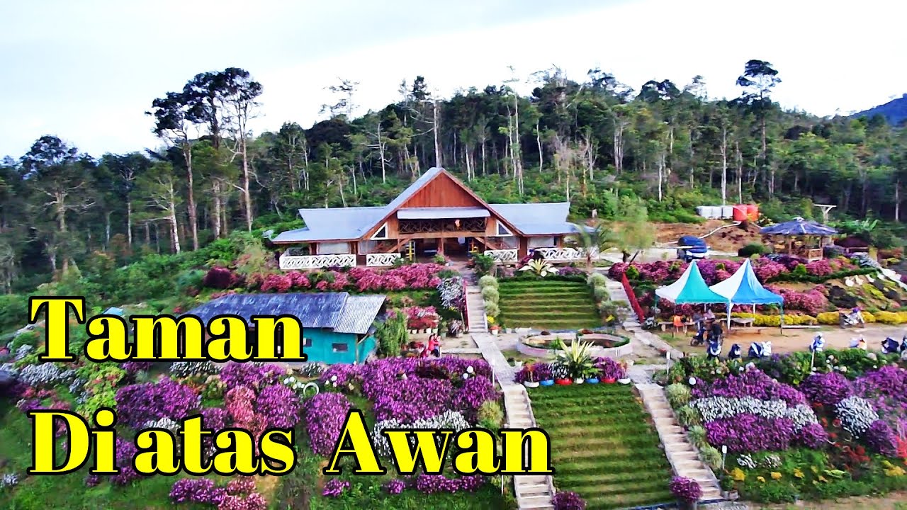 TAMAN DI ATAS AWAN PUNCAK AEK SABAON - YouTube