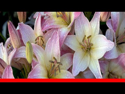 What Kind Of Lilies Grow In Israel