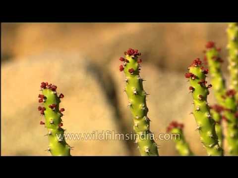 Thar desert cacti - YouTube