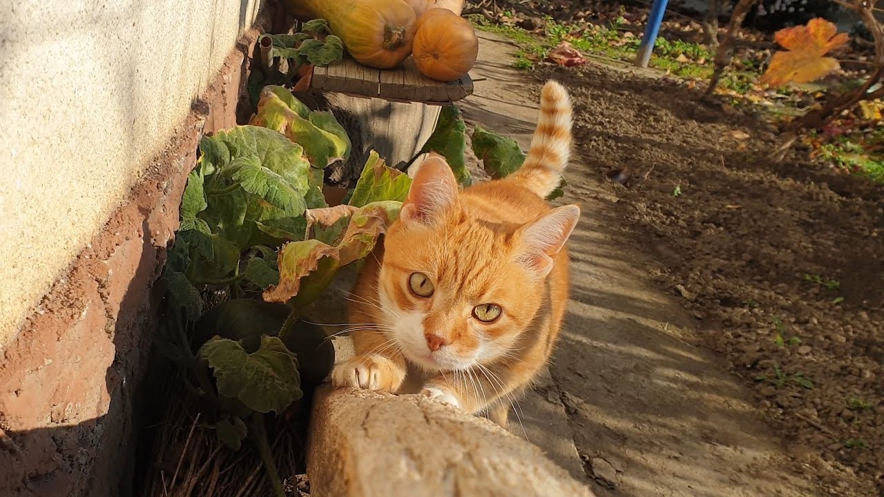 Cat's Daily Workout Routine - YouTube