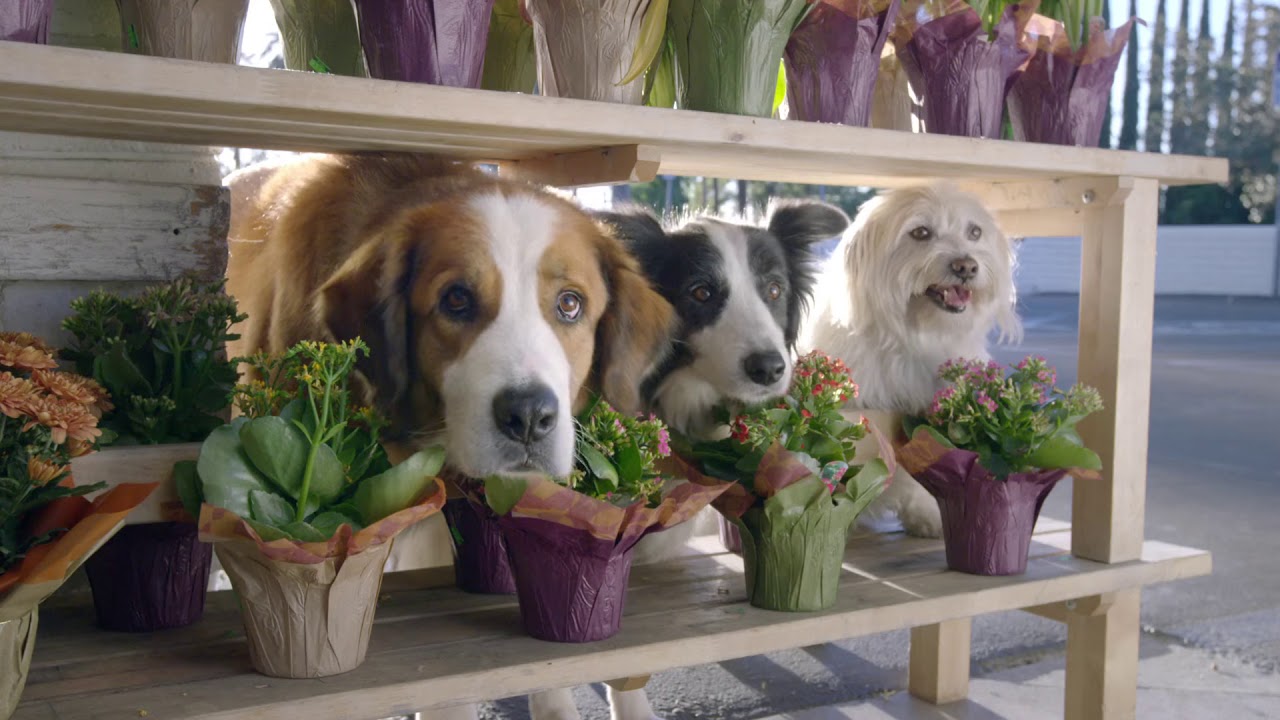 Doritos Dogs – Adfilms, TV Commercial, TV Advertisments, Adfilmmakers ...
