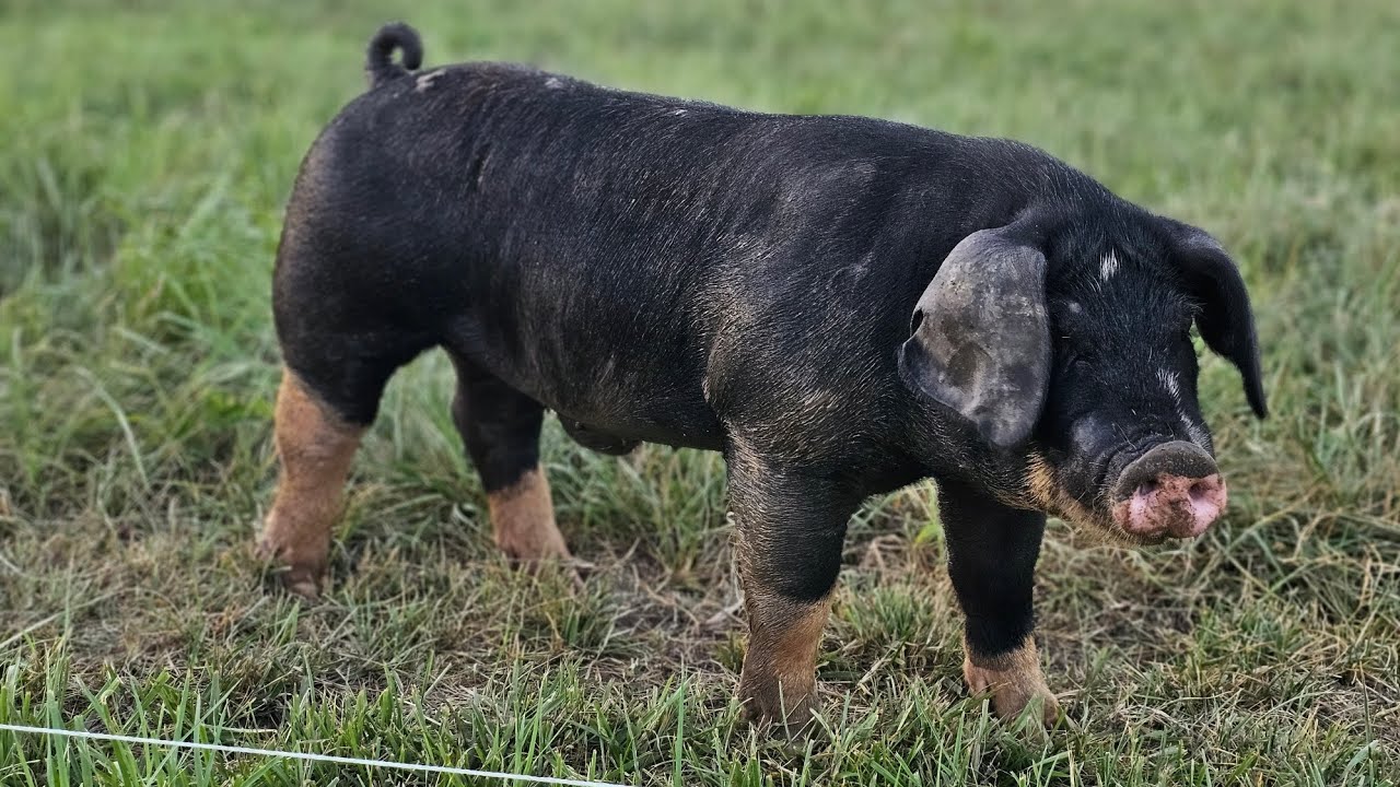 Moving Our Feeder Pigs Into A New Paddock And What That Entails. - YouTube