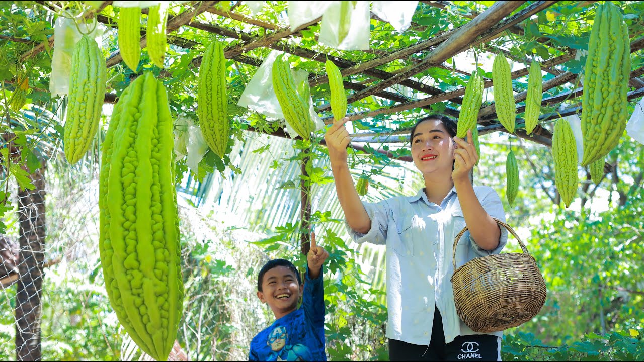 Harvest my bitter gourd for stew and special egg cook | Bitter stew ...