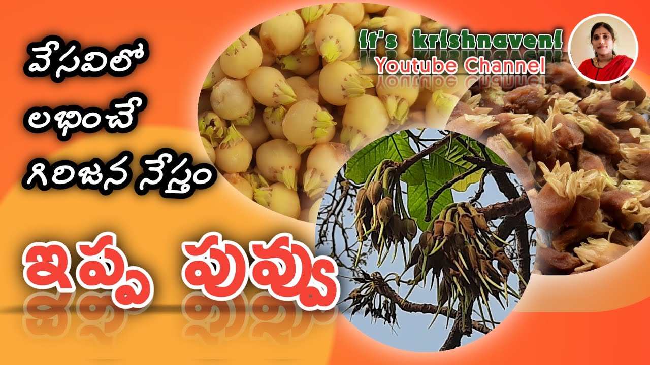 వేసవిలో లభించే గిరిజన నేస్తం ఇప్ప పువ్వు | Amazing benefits of mahua ...