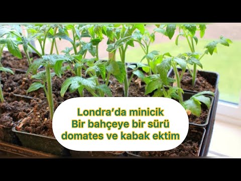 Londra’da minicik bir bahçeye bir sürü domates ve kabak ektim