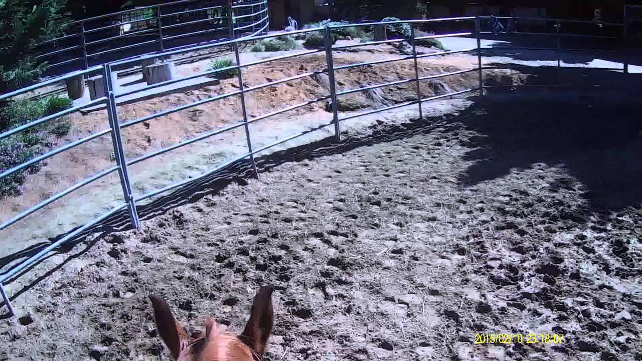 Loping in the Round Pen - Training for Competitive Trail! (First Person ...