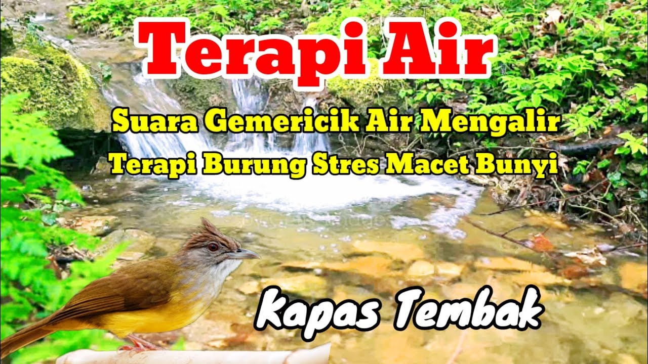 Terapi Air | Untuk Burung Kapas Tembak Burung Macet Bunyi | Menambah ...