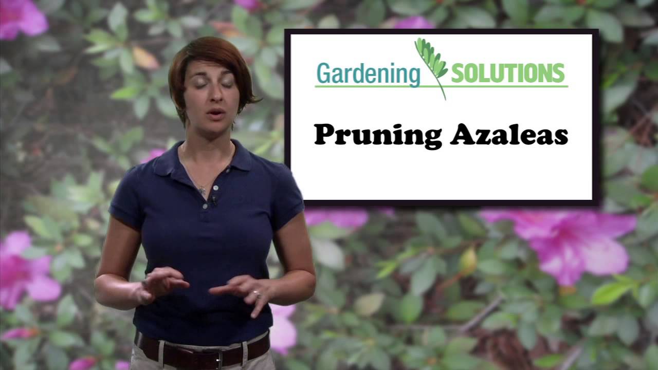 Gardening Solutions - How to Prune Azaleas - YouTube