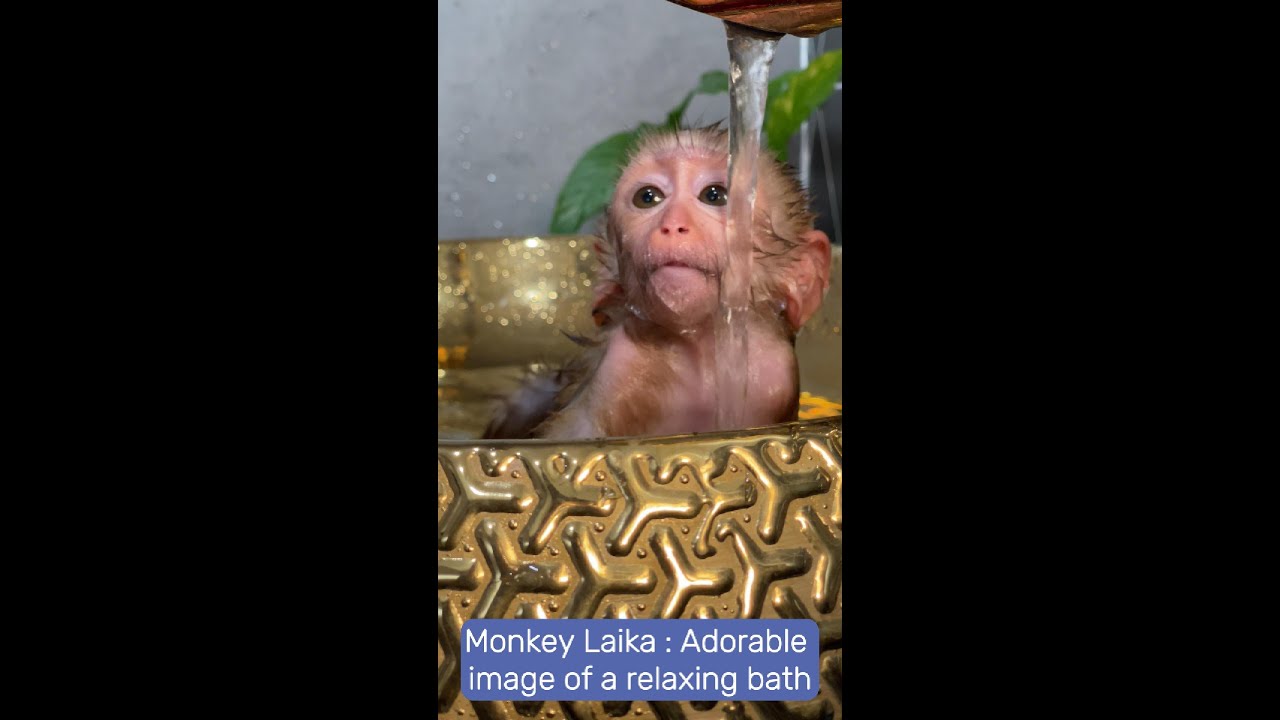 Monkey Laika : Adorable image of a relaxing bath - YouTube