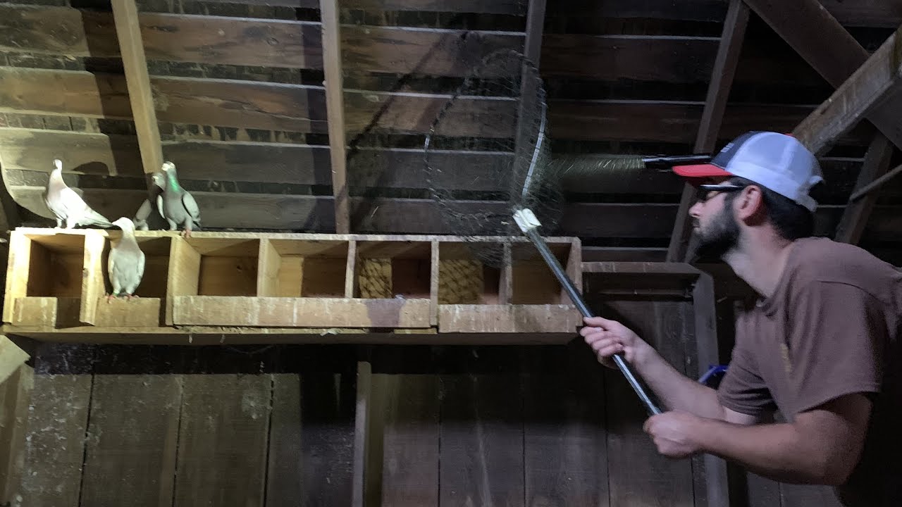 Moving My Young Racing Pigeons to Their New Loft! - YouTube