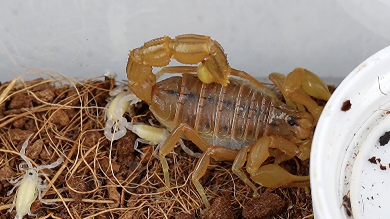 Scorpions have babies,How to raise Little Scorpions？杀牛蝎生小蝎子啦 - YouTube