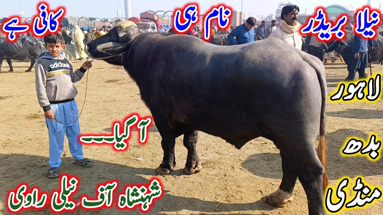 Jhotay BREEDERS Lahore Cow Mandi Update 🔥 Big Nili Bull 🔥🐂 Heavy Katta ...