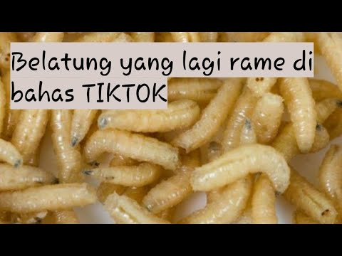 Video Ulat atau Belatung yang lagi Viral di tiktok ,ini penjelasan nya #tiktok #tiktokvideo #viral
