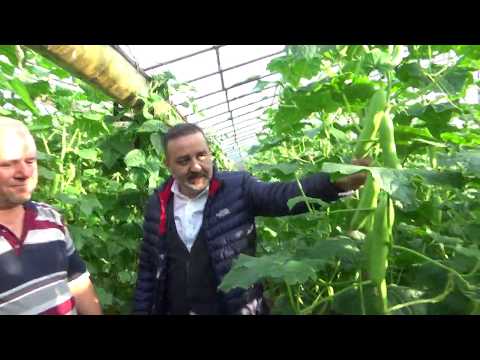 Beyaz Renkli salatalık - Kabak Görünümlü  Beyaz Dikenli  Hıyar Serası