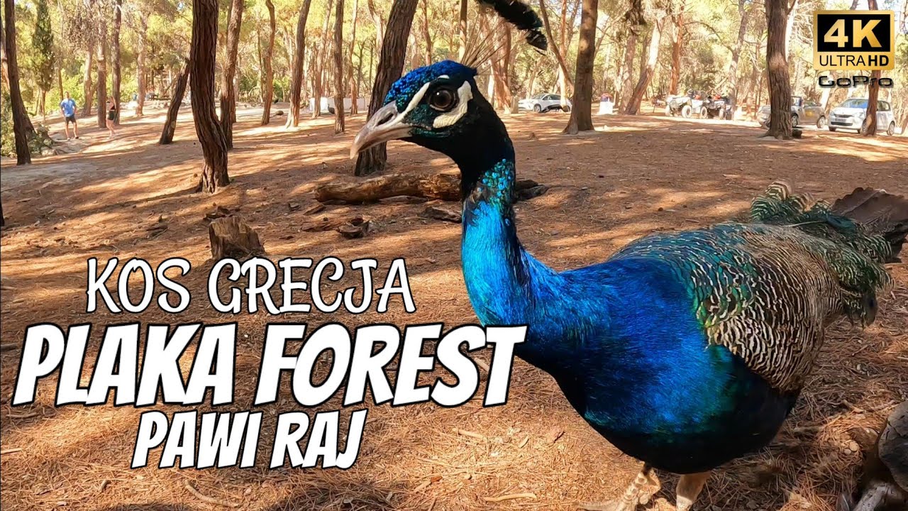 PLAKA FOREST Kos GRECJA - Pawi Raj na Wyspie Kos Lipiec 2022 Mitsis ...