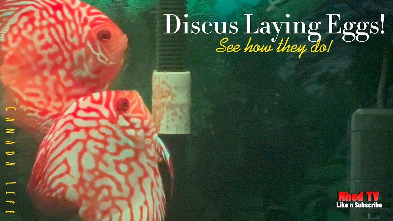 How Discus Fish Lay Eggs? #fish #discus #nature - YouTube