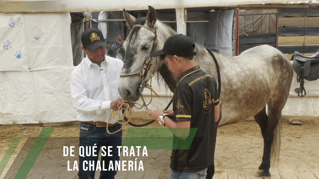 De qué se trata la chalanería - TvAgro por Juan Gonzalo Angel Restrepo ...