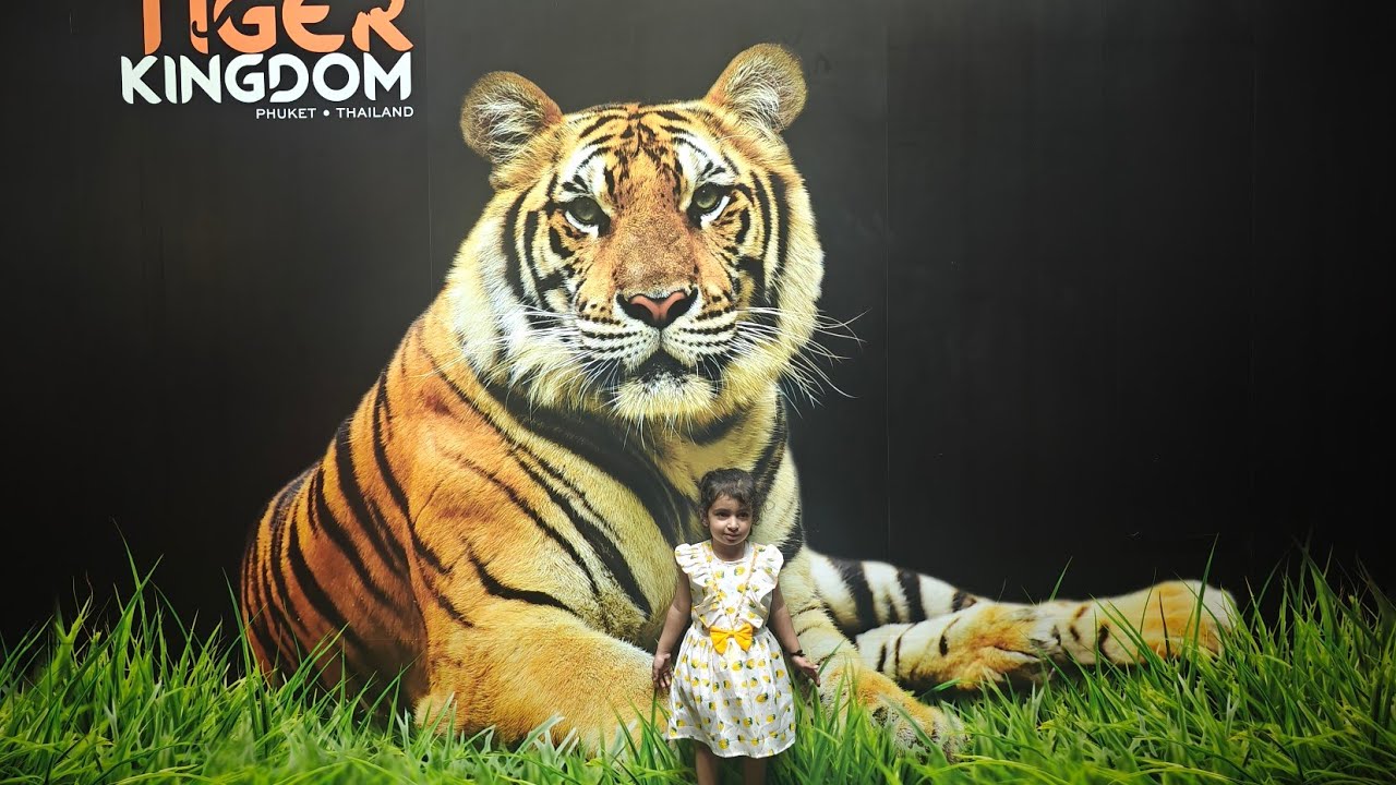 Tiger Kingdom Phuket Experience 🐅 | Holding a Tiger in Thailand | Full ...