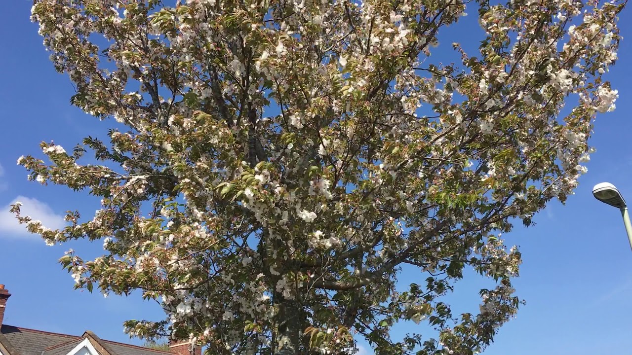 Cherry (Prunus 'sunset boulevard') - entire tree - April 2019 - YouTube