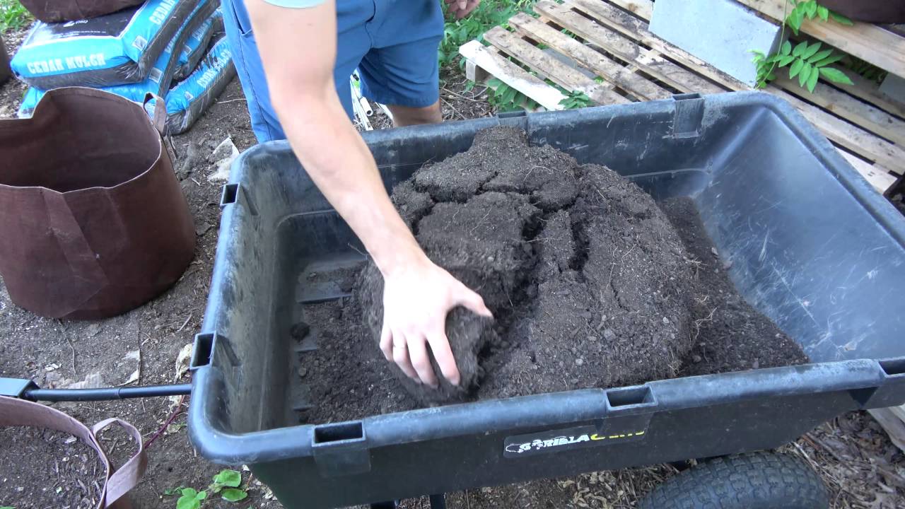 Potato (and grub) Harvest 2016 - YouTube