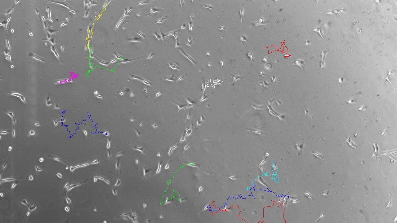 Cell Tracking Overlay using ImageJ - YouTube