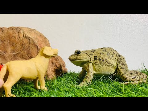 Bullfrog angry with dog 🐕🤣🐸🐕 funny frogs - YouTube