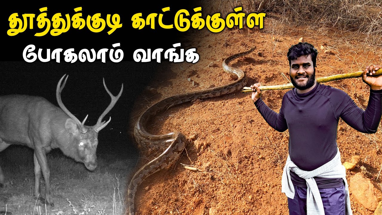 வல்லநாடு மலைக்குள்ள போகலாம் | Vallanadu sanctuary Tamil Navigation ...