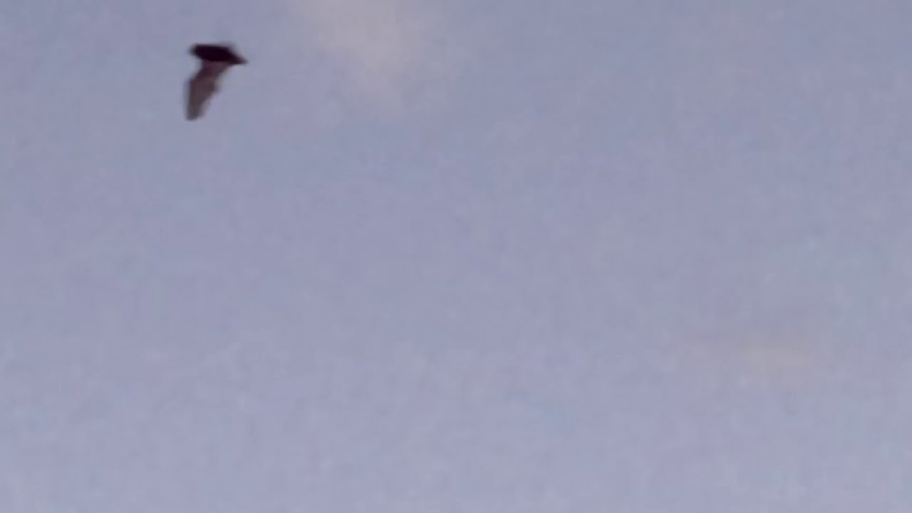 2020年10月29日 flying bat in the evening-slow motion 1026 - YouTube