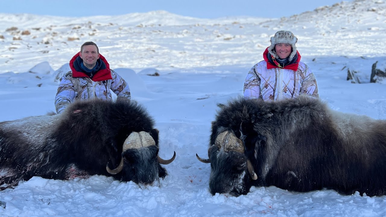 Musk ox hunting in Greenland / Jagt på moskusokse i Grønland / Jagd auf ...