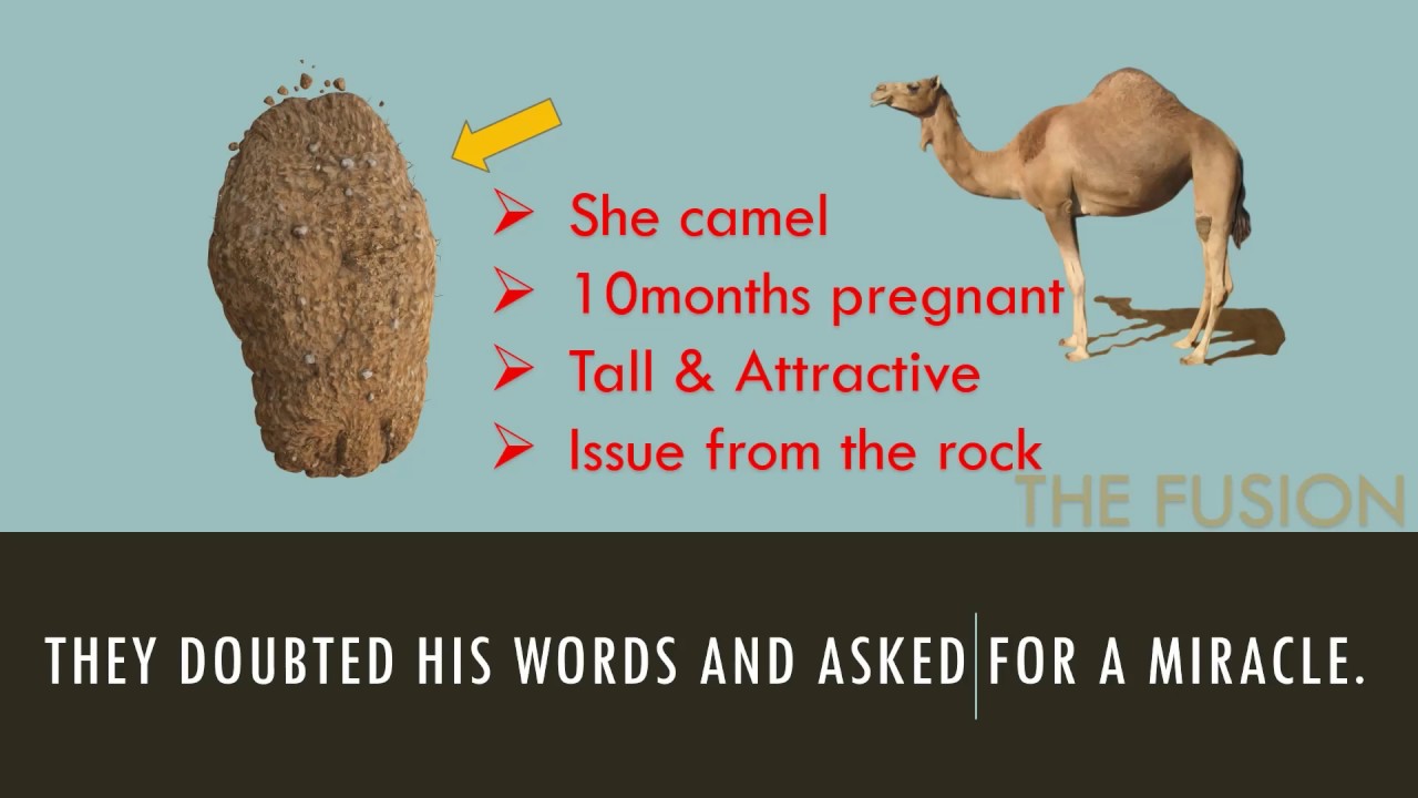 SALIH (AS) - The miracle of She Camel | Stories of Prophets - Ep-6 ...
