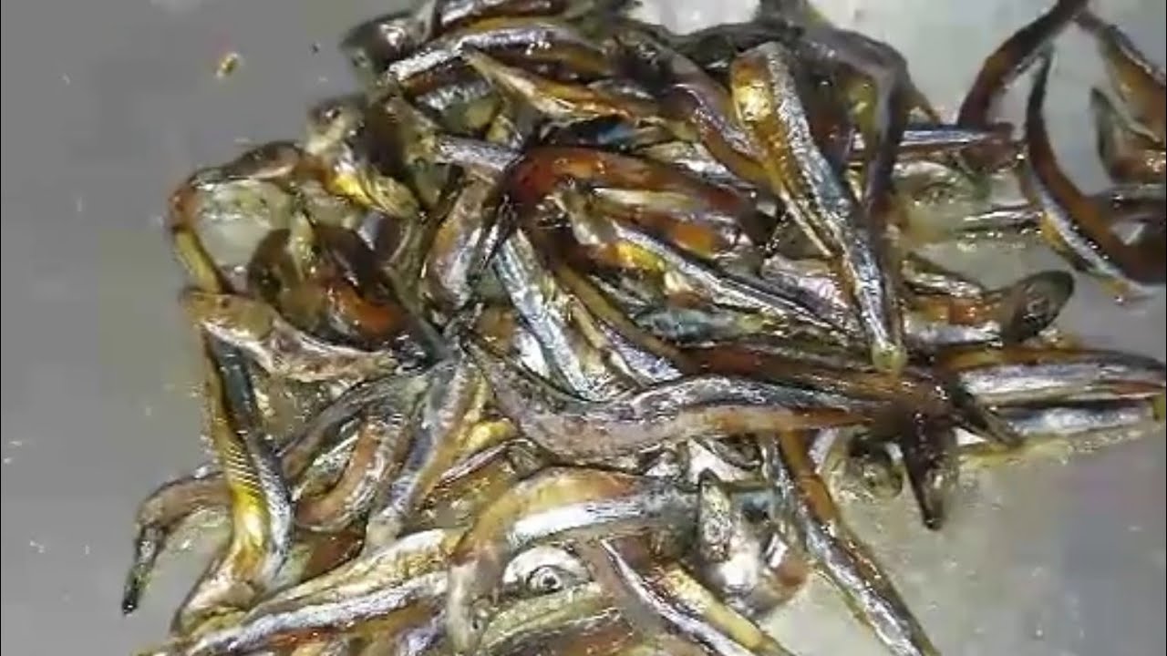 Pritong dilis kaling(Fried Dried Fish) - YouTube