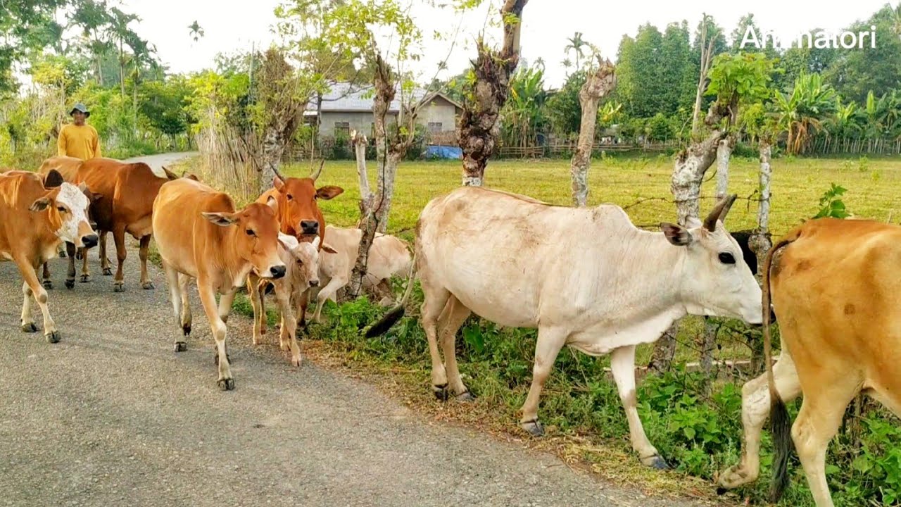 WOW..sapi liar potong jalan,cukup banyak..sapi peliharaan,sapi gembala ...