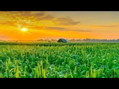 visit to dairy farm | beautiful scene of weather - YouTube