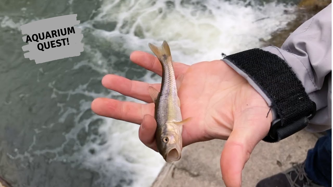 Catching Small Creek Chubs For New Aquarium! - YouTube