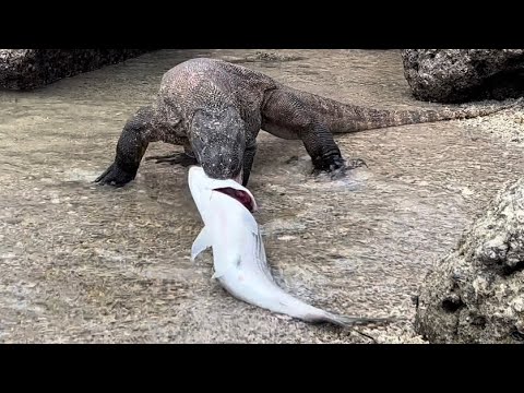Process Of Komodo Swallowing Sea Fish The Size Of His Body