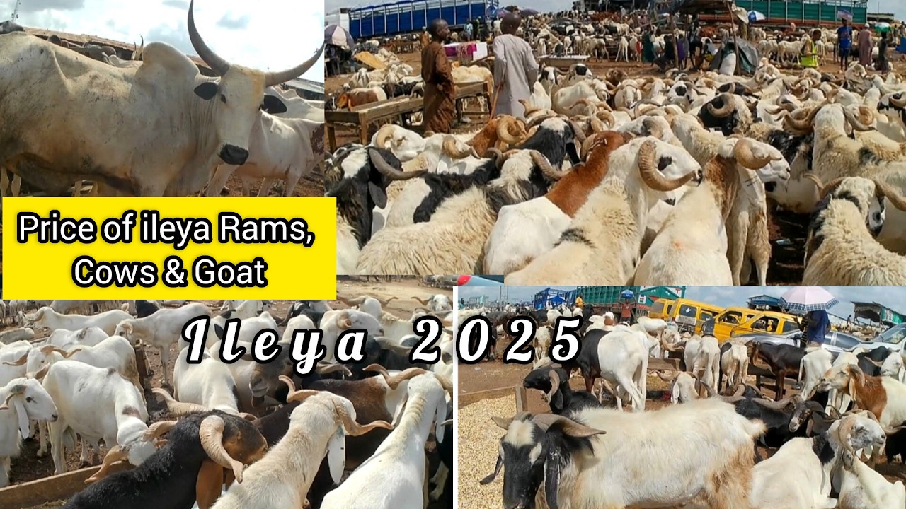 Price of Cow, Rams & Goat for Ileya 2025 inside Kara Market Lagos - YouTube