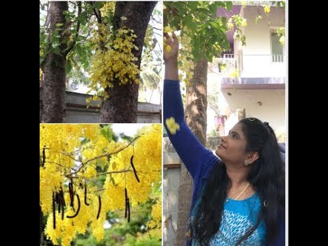 Medicinal Benefits of Sarakondrai | NO MORE Diabetes, Heart, Skin ...
