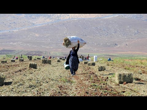 Hasat artığı yer fıstıklarını toplamak için tarlaya koştular
